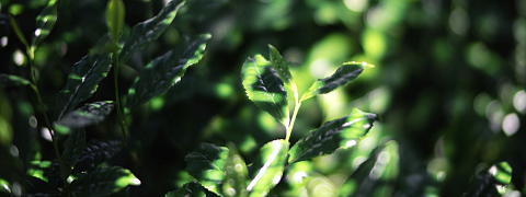 Cultivation and Production Steps of Tencha (Tencha - Pure Elegant ...