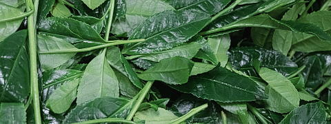 Cultivation and Production Steps of Tencha (Tencha - Pure Elegant ...