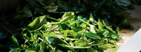 Cultivation and Production Steps of Tencha (Tencha - Pure Elegant ...